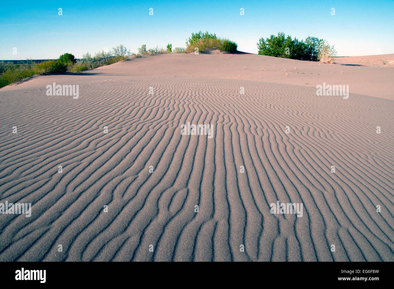 Sand dune and ripples in Bruneau Dunes State Park Idaho Stock Photo - Alamy