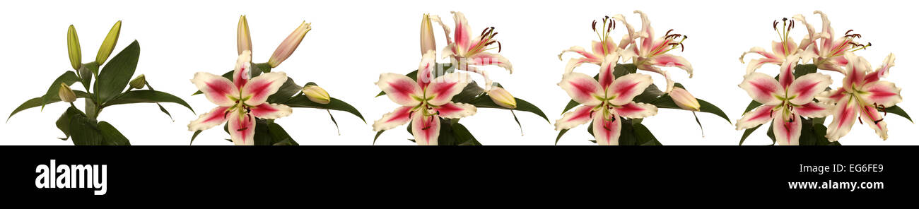 Beautiful time lapse growth green hi-res stock photography and images ...