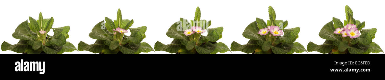 Time lapse flowers hi-res stock photography and images - Alamy