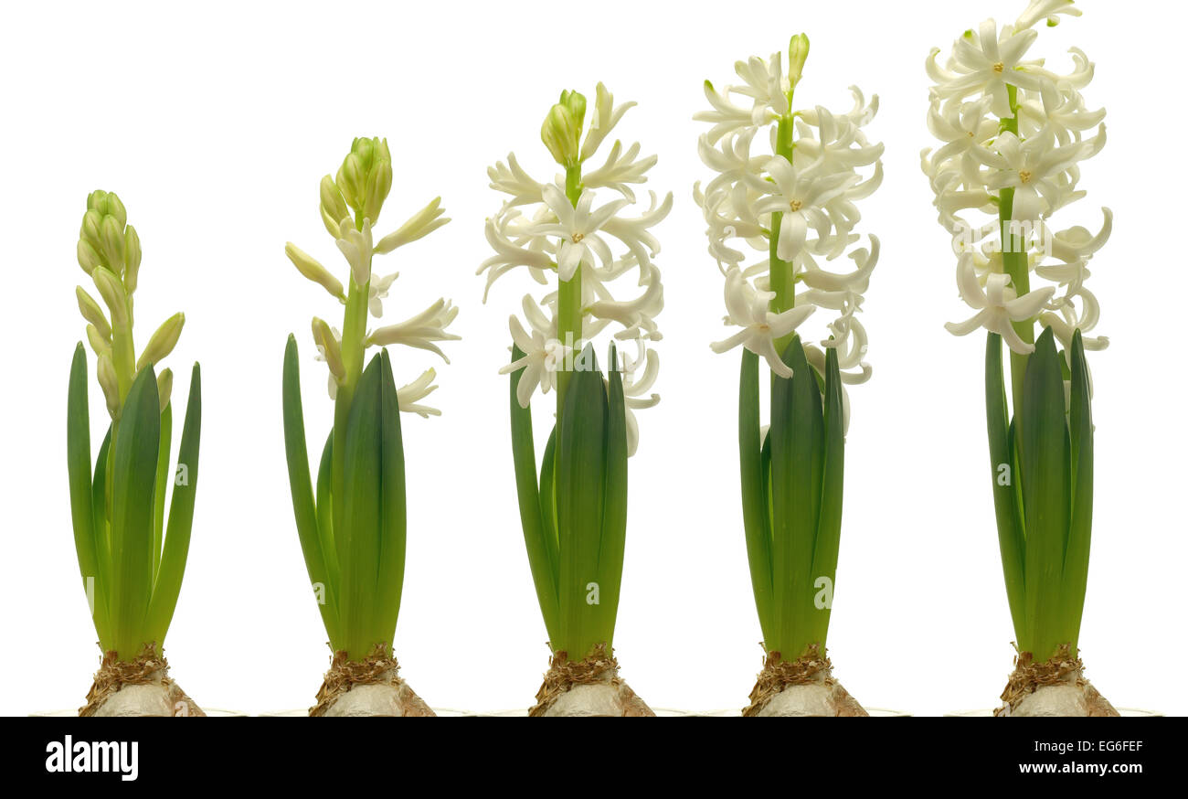 Time lapse series of white hibiscus flowers blooming Stock Photo - Alamy