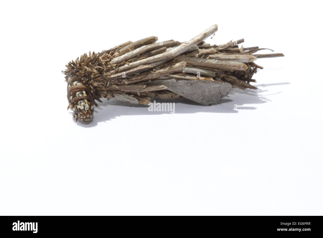 Australian case moth insect hi-res stock photography and images - Alamy