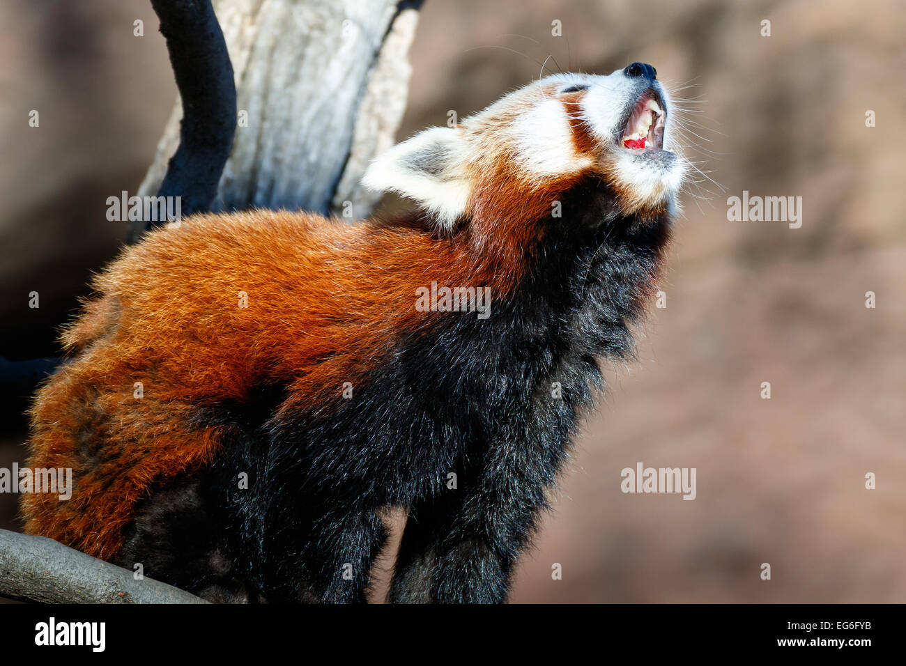 Red Panda in the Oklahoma City zoo Stock Photo - Alamy