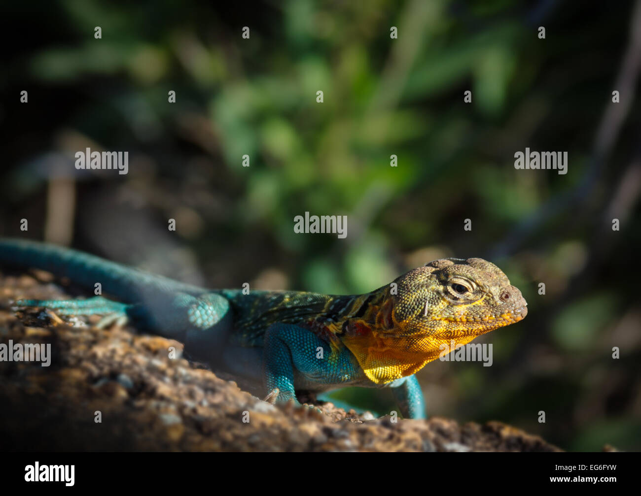 A "Mountain Boomer" (Collared Lizard) in Oklahoma's Wichita Mountains ...
