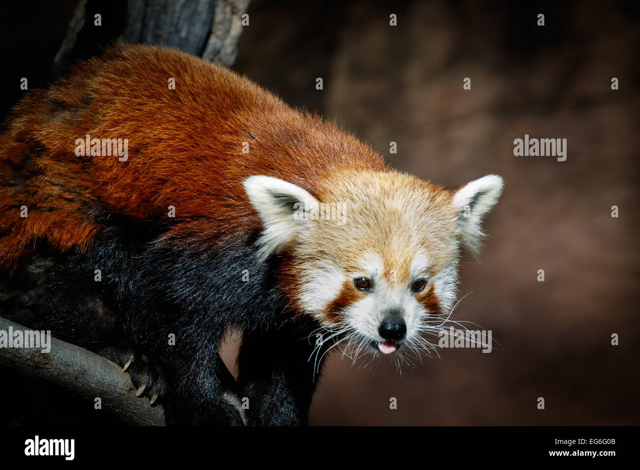 Oklahoma city zoo hi-res stock photography and images - Alamy