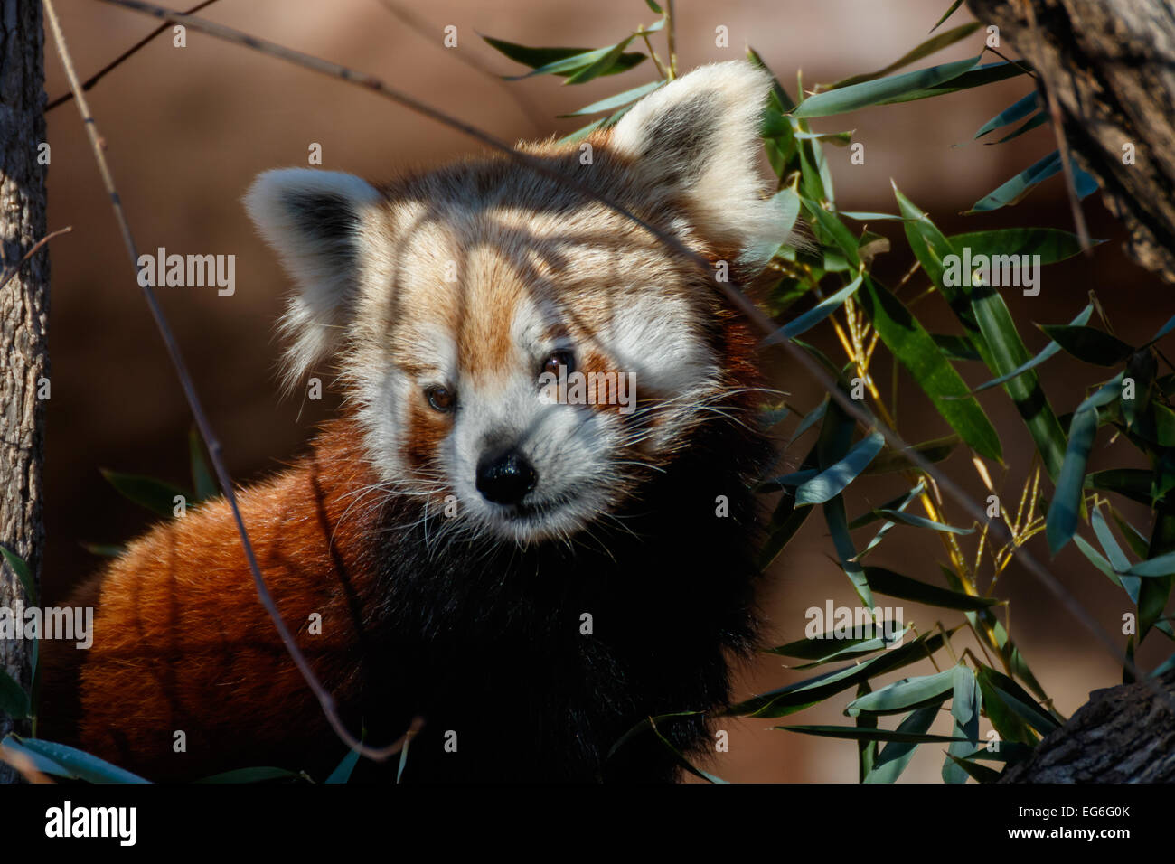 Oklahoma city zoo hi-res stock photography and images - Alamy