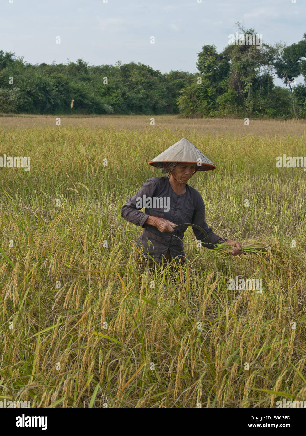 Rice farmer harvesting in the field in Cambodia Stock Photo - Alamy