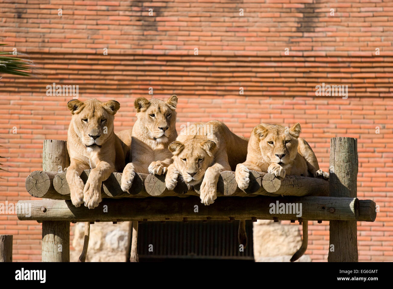 Pack of fours lions resting at sun Stock Photo - Alamy