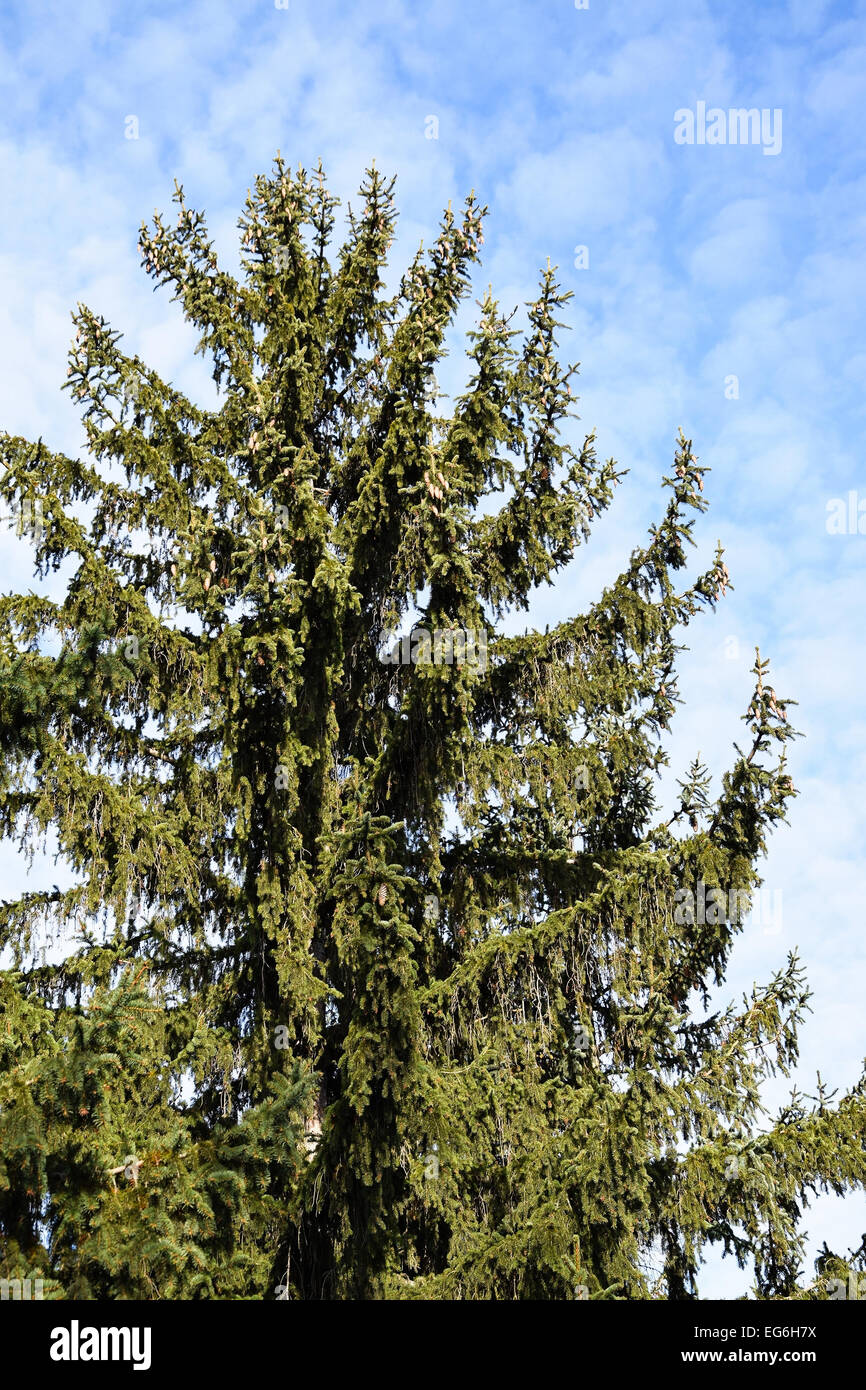 High pine hi-res stock photography and images - Alamy