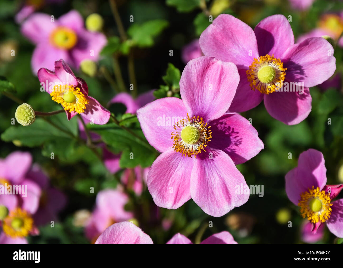 Beautiful pink meadow flowers hi-res stock photography and images - Alamy