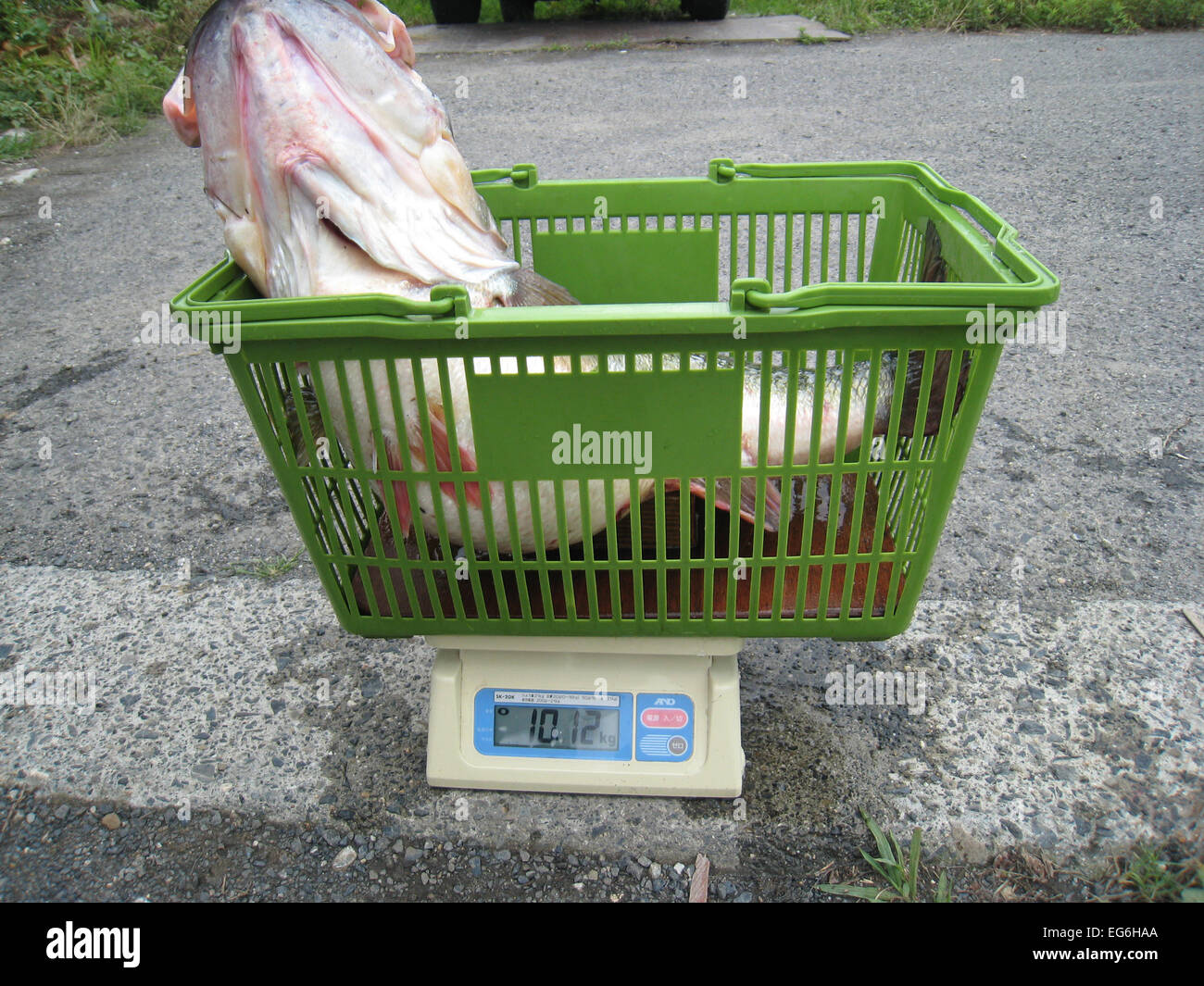 World record fish hi-res stock photography and images - Alamy