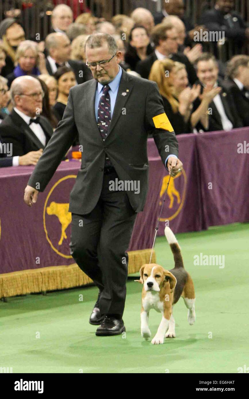 New York, NY, USA. 17th Feb, 2015. Miss P, a 15-inch beagle from the ...