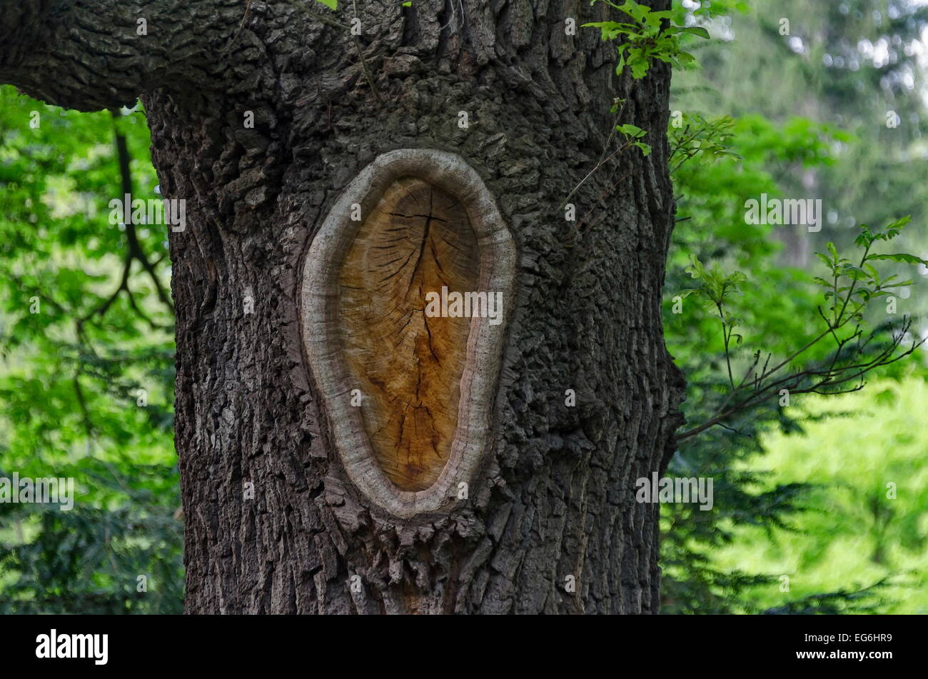 Tree bark shape hi-res stock photography and images - Alamy