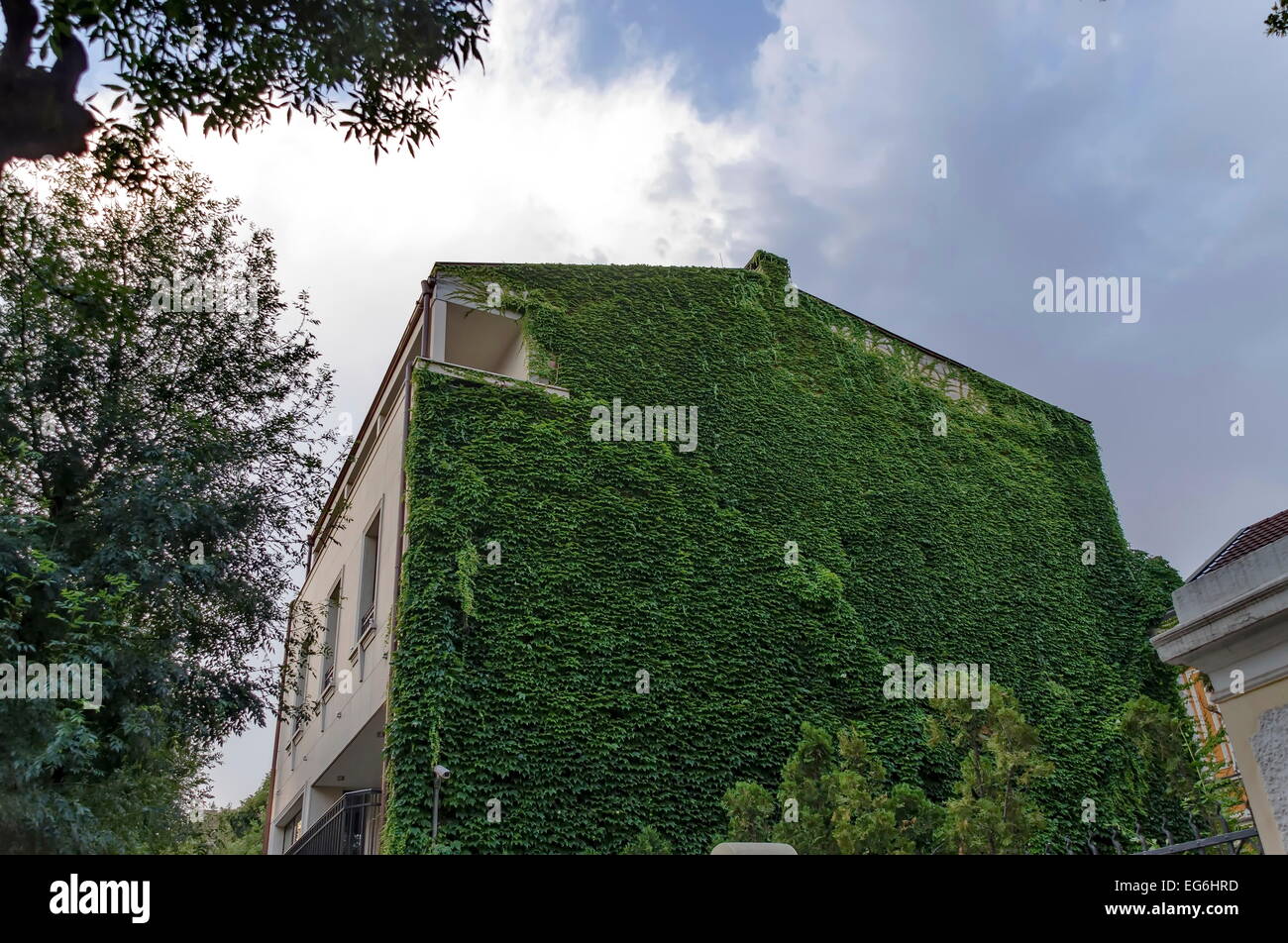 Building wall with creeping plant in town Stock Photo - Alamy