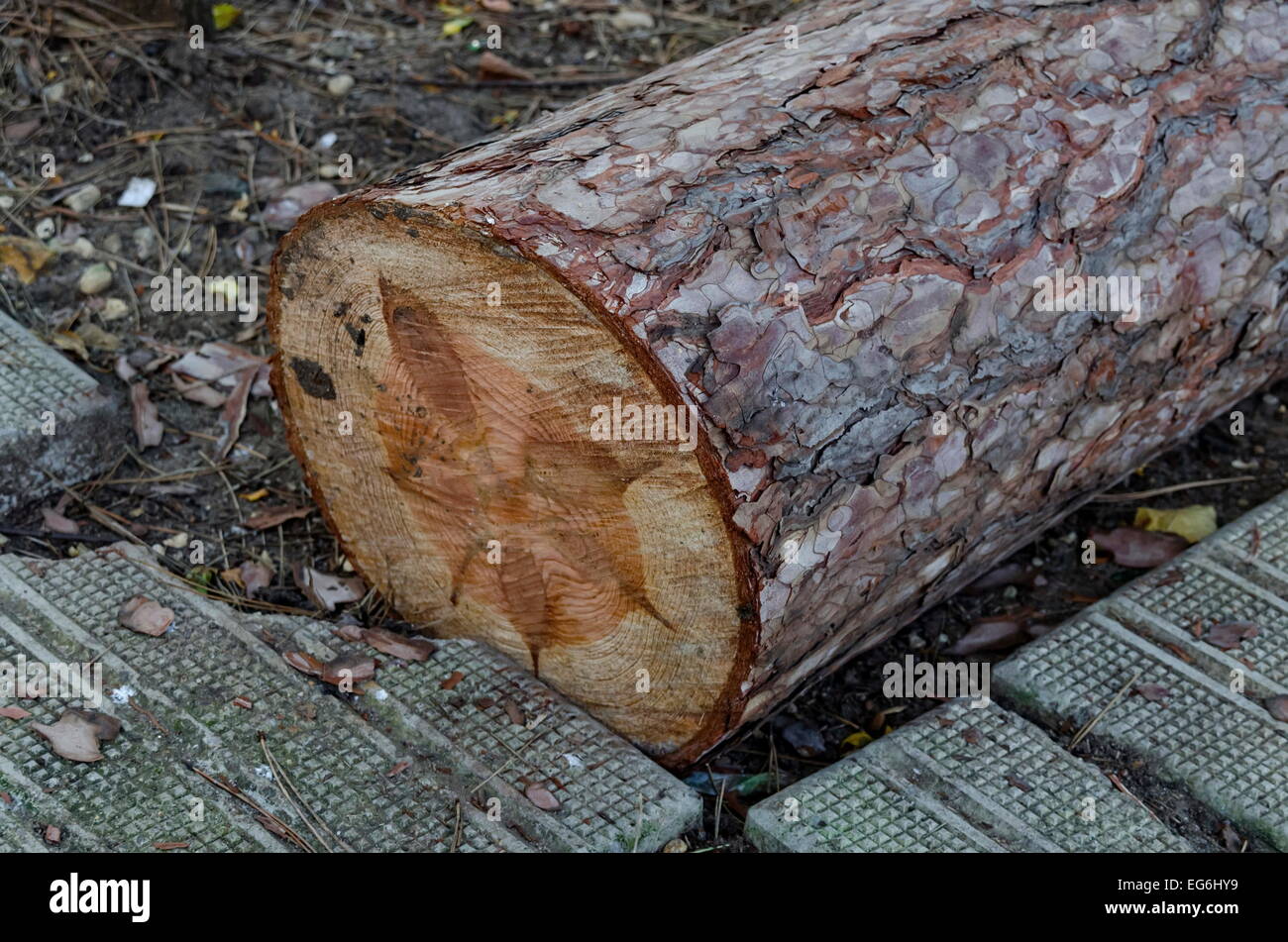 Truncate tree hi-res stock photography and images - Alamy