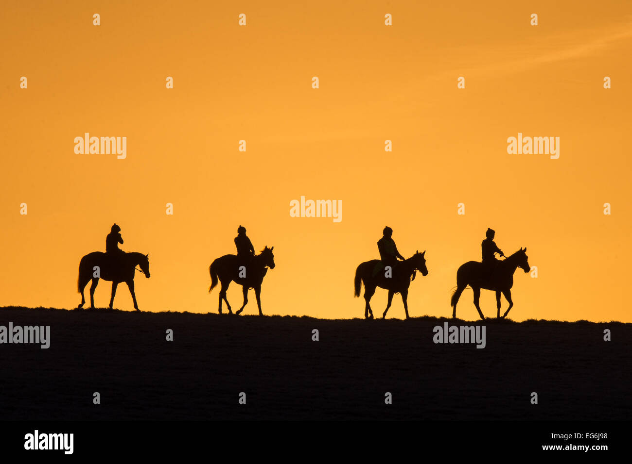 RACE HORSES ON NEWMARKET GALLOPS AT SUNRISE IN THE AUTUMN Stock Photo ...