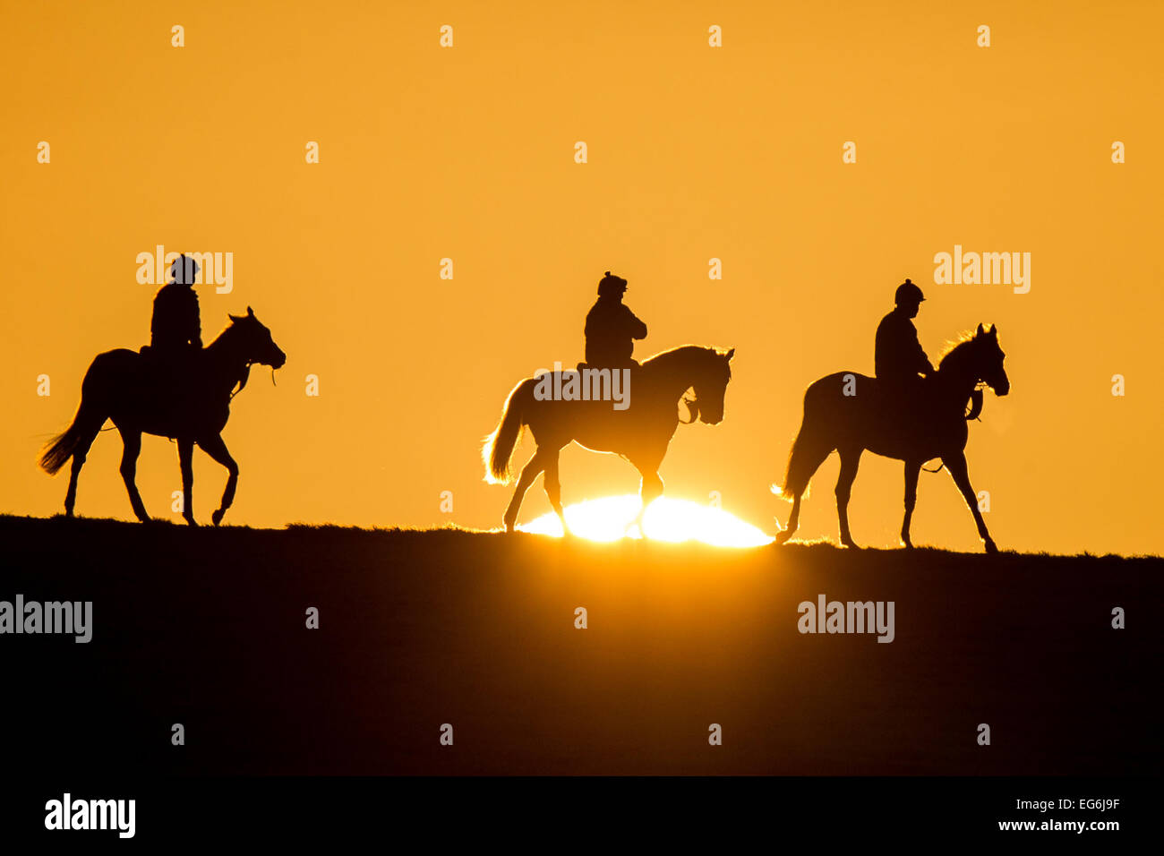 Sunrise horses on gallops hi-res stock photography and images - Alamy