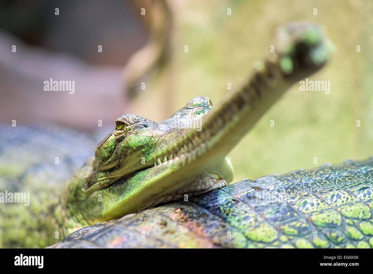 Gharial gavial crocodile hi-res stock photography and images - Alamy