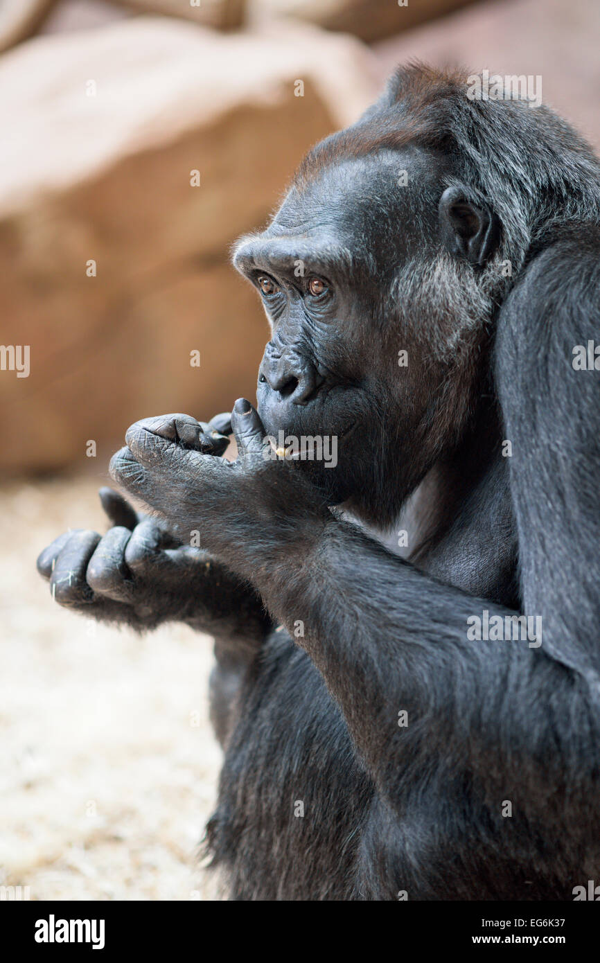 Female primate hi-res stock photography and images - Alamy