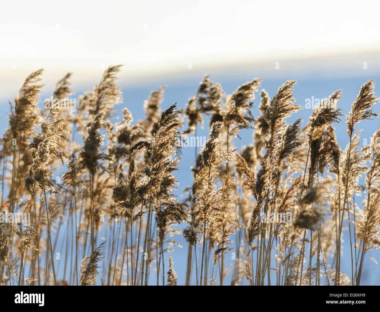 Reed in backlight hi-res stock photography and images - Alamy