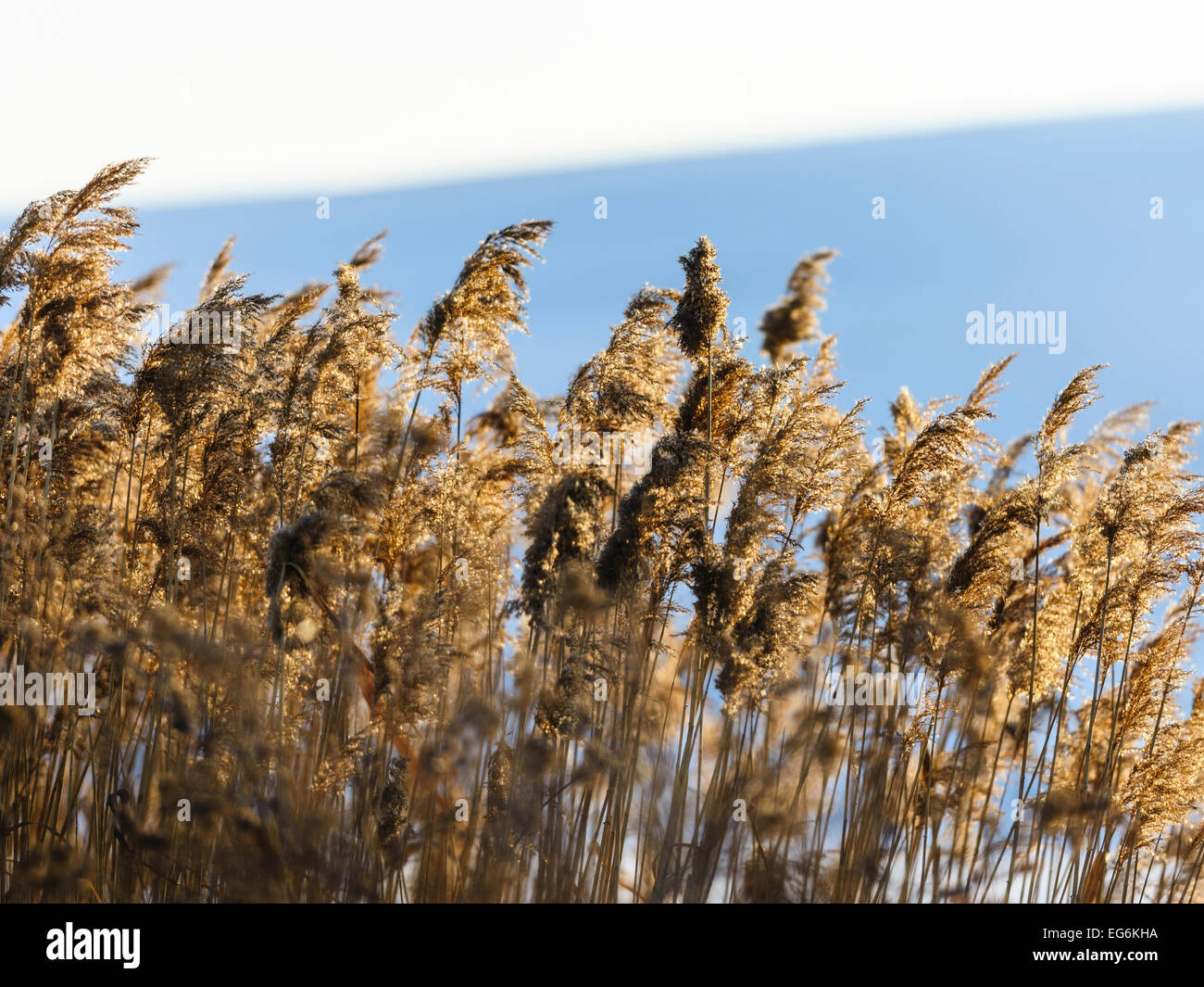 Reeds in sunset, backlight Stock Photo - Alamy