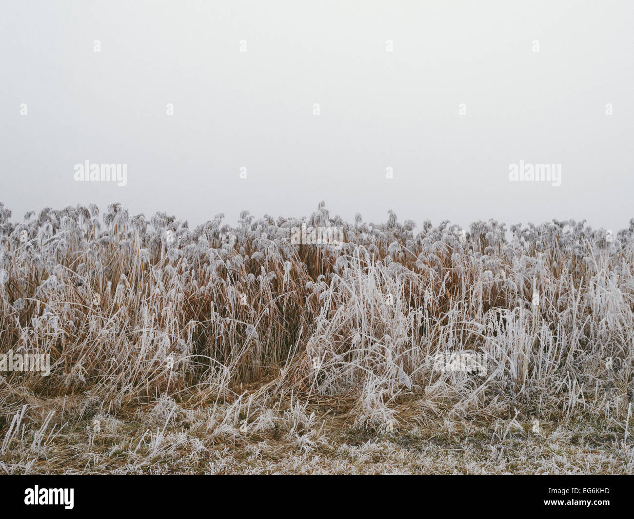 Frozen reed in foggy winter Stock Photo - Alamy