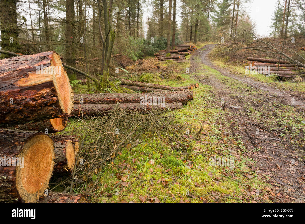 Forestry commission plantation hi-res stock photography and images - Alamy
