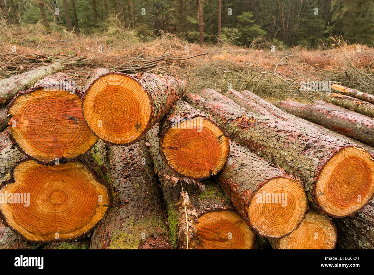 Tree and forest plantation with continual logging and forestation Stock ...