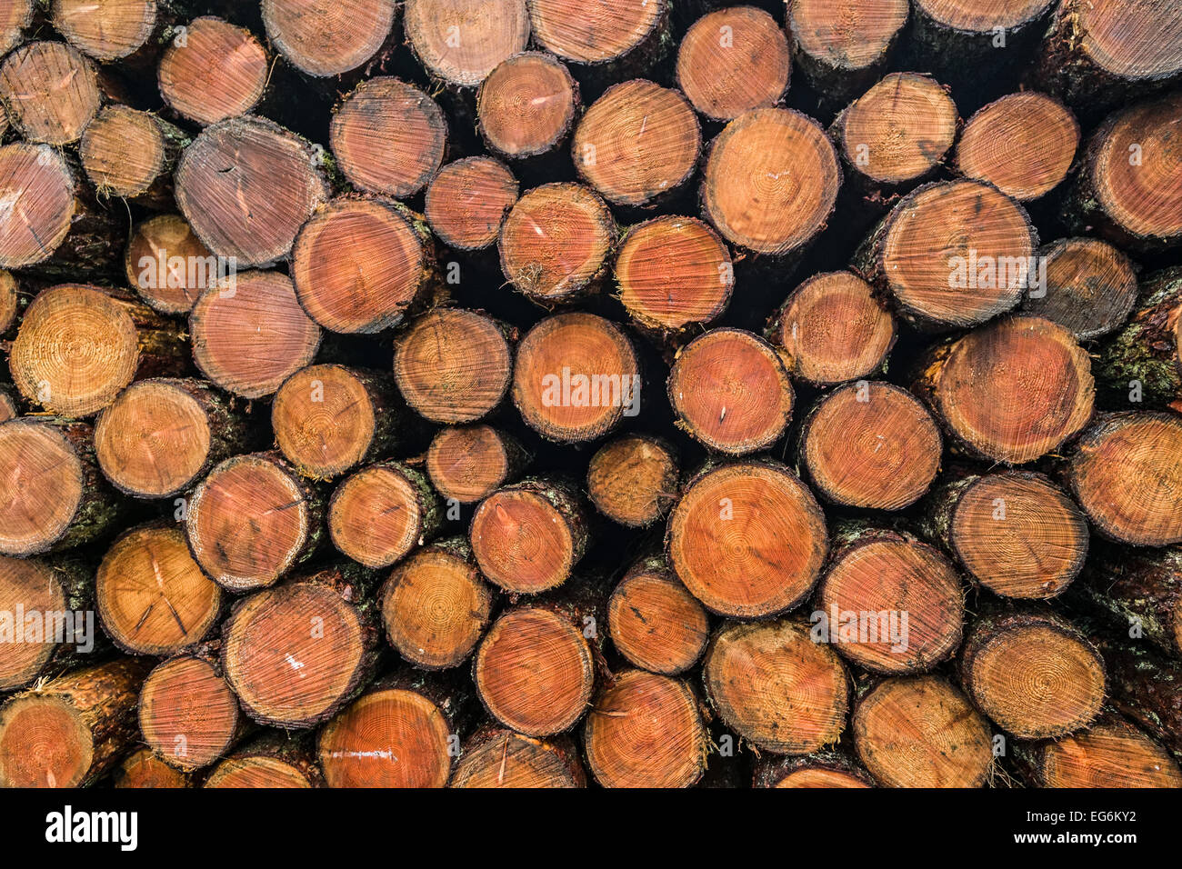 Tree and forest plantation with continual logging and forestation Stock ...