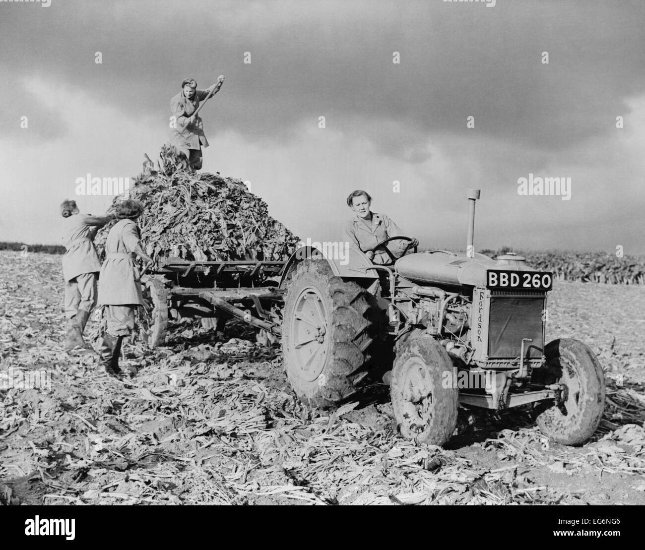 British Women's Land Army (WLA) harvesting beets during World War 2. The British civilian ...