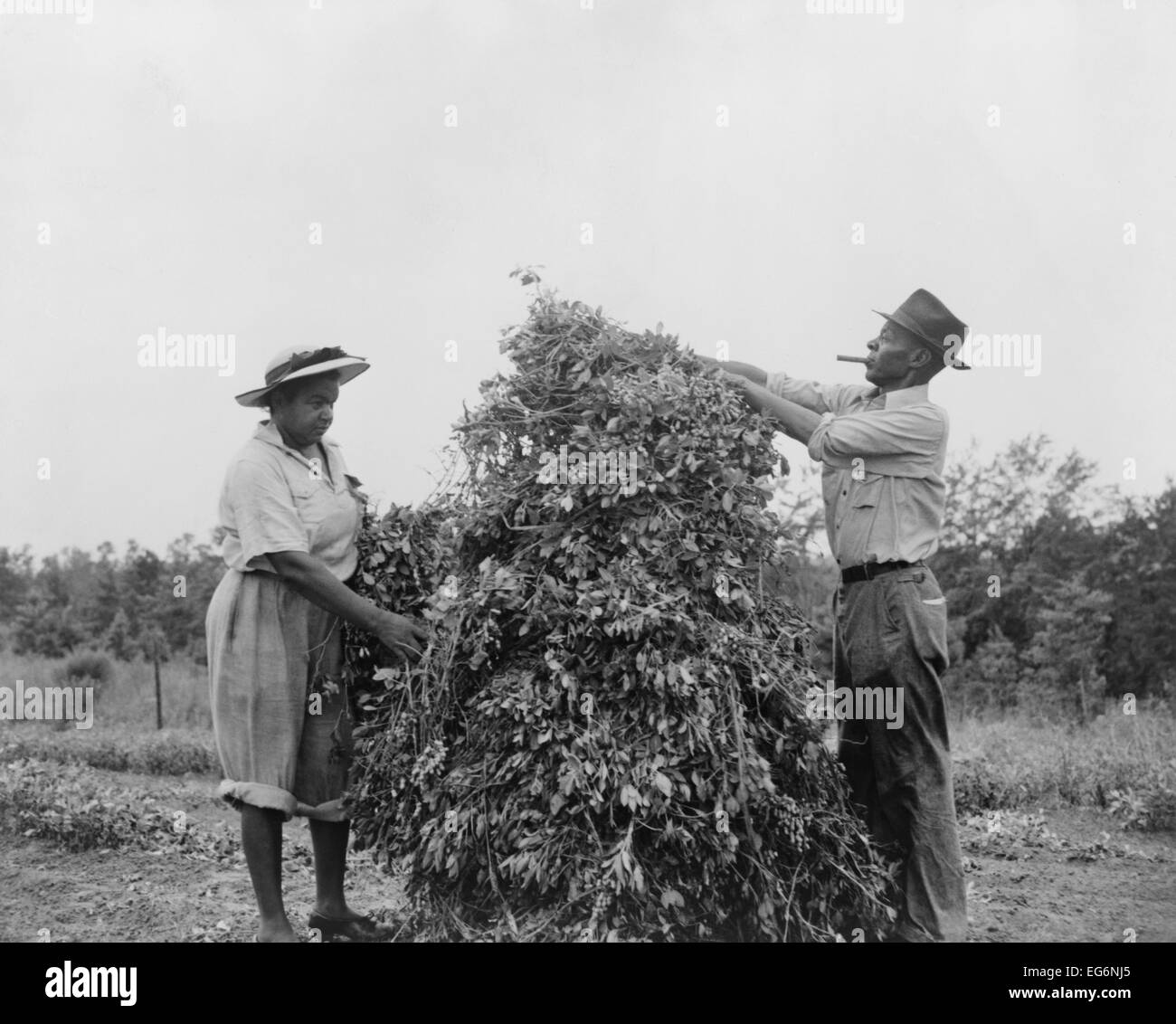 African American couple shaking and stacking peanuts in Sumter County ...