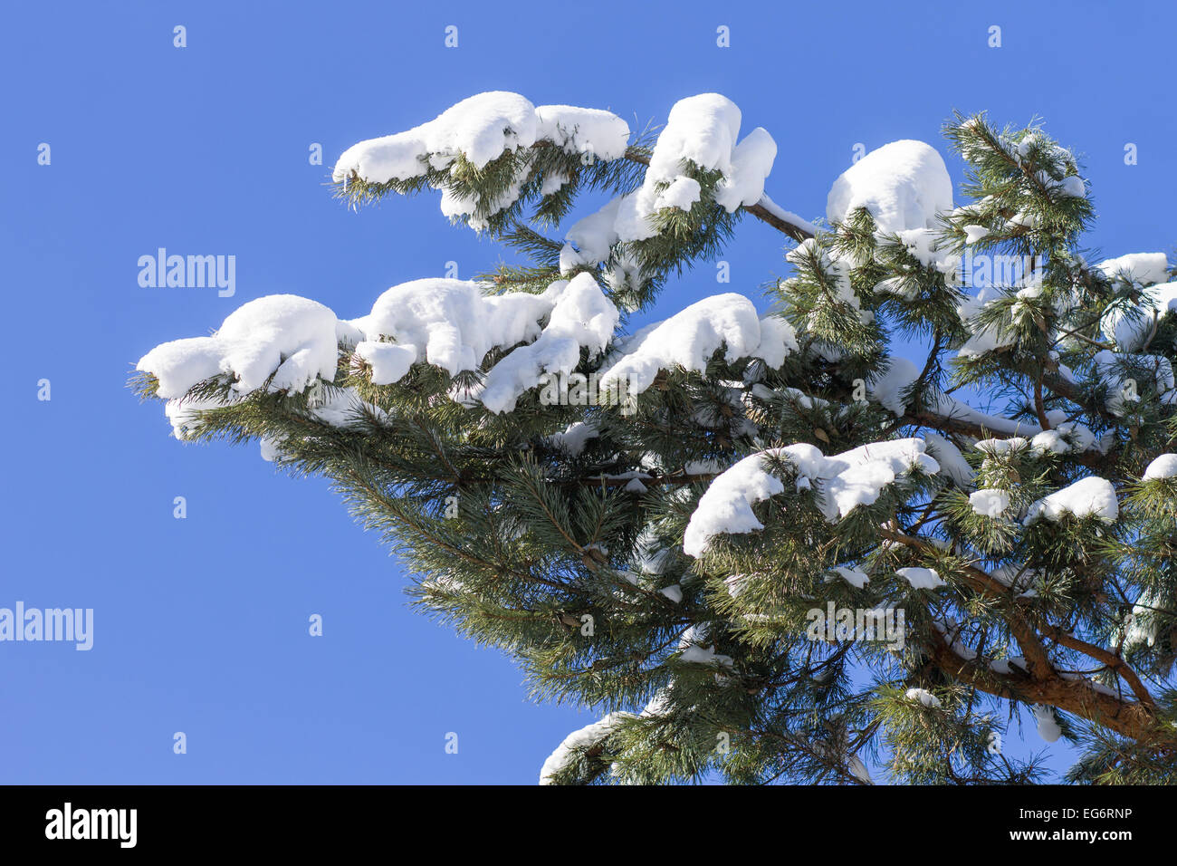 Iced branch of pine over blue sky. Weather winter background Stock ...