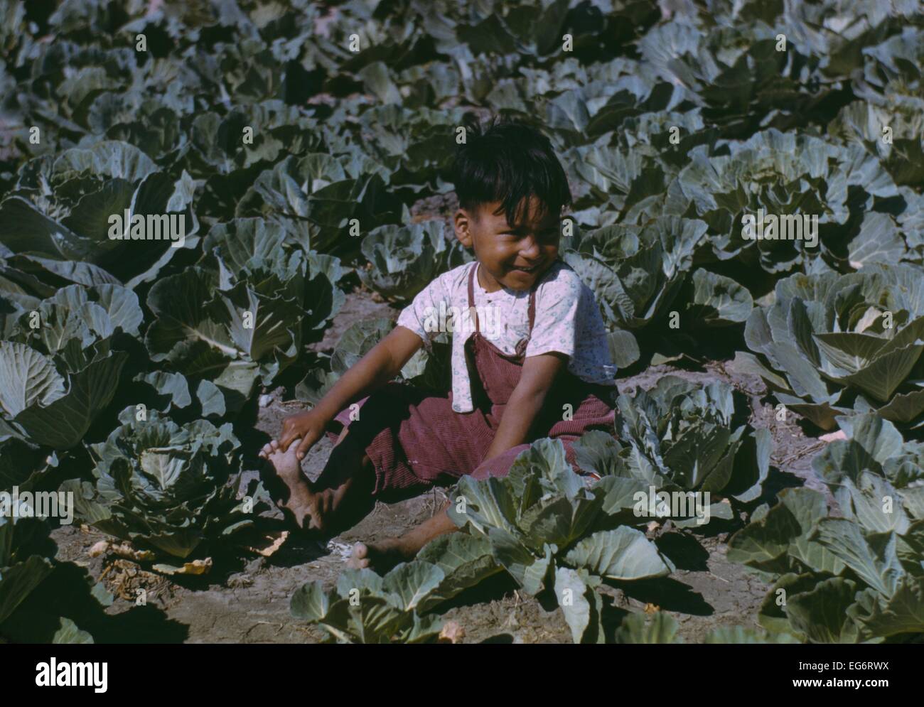 Child of a migratory farm laborer in a cabbage garden. Texas, Jan. 1942 ...