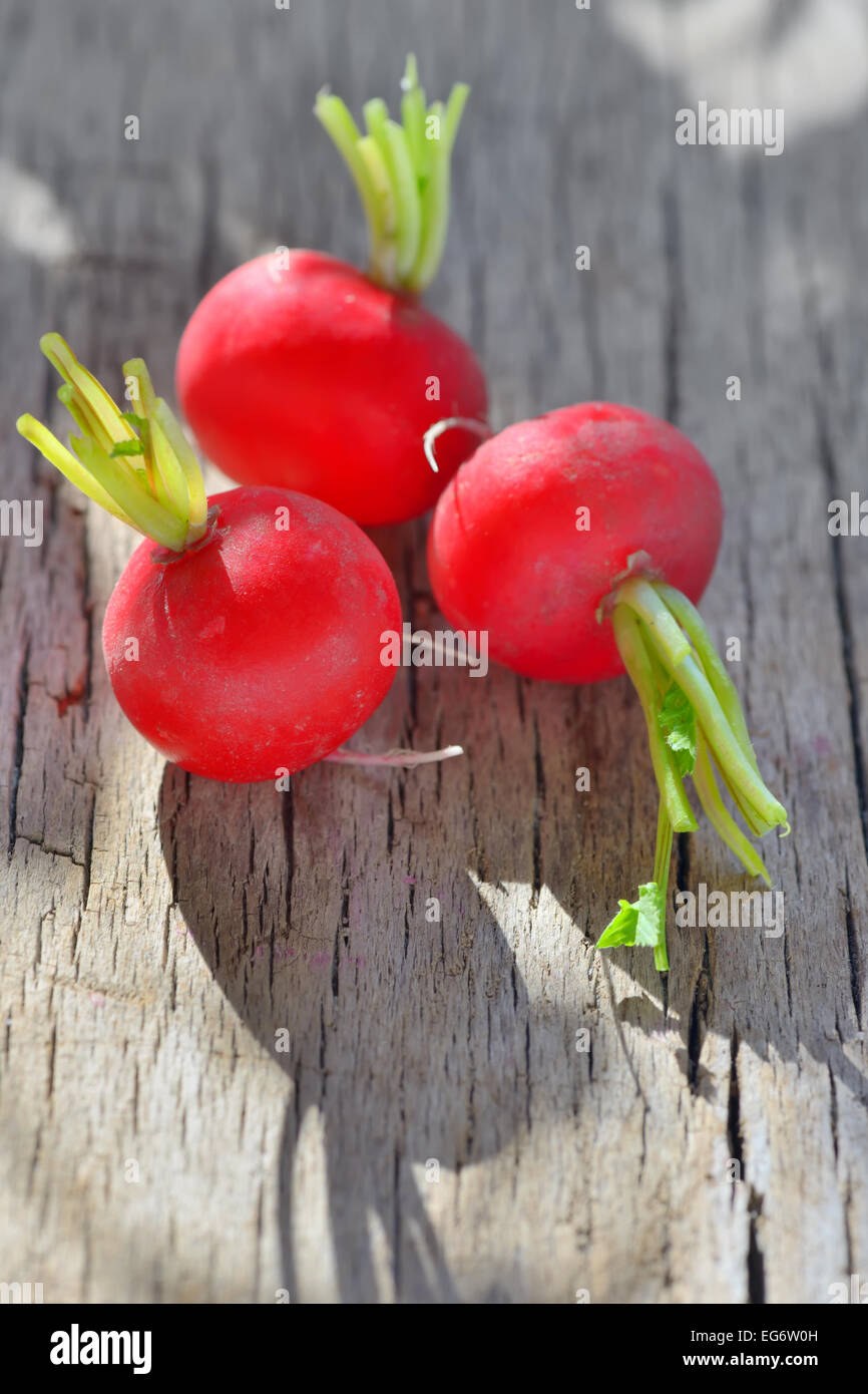 Bundle organic radishes on hi-res stock photography and images - Alamy