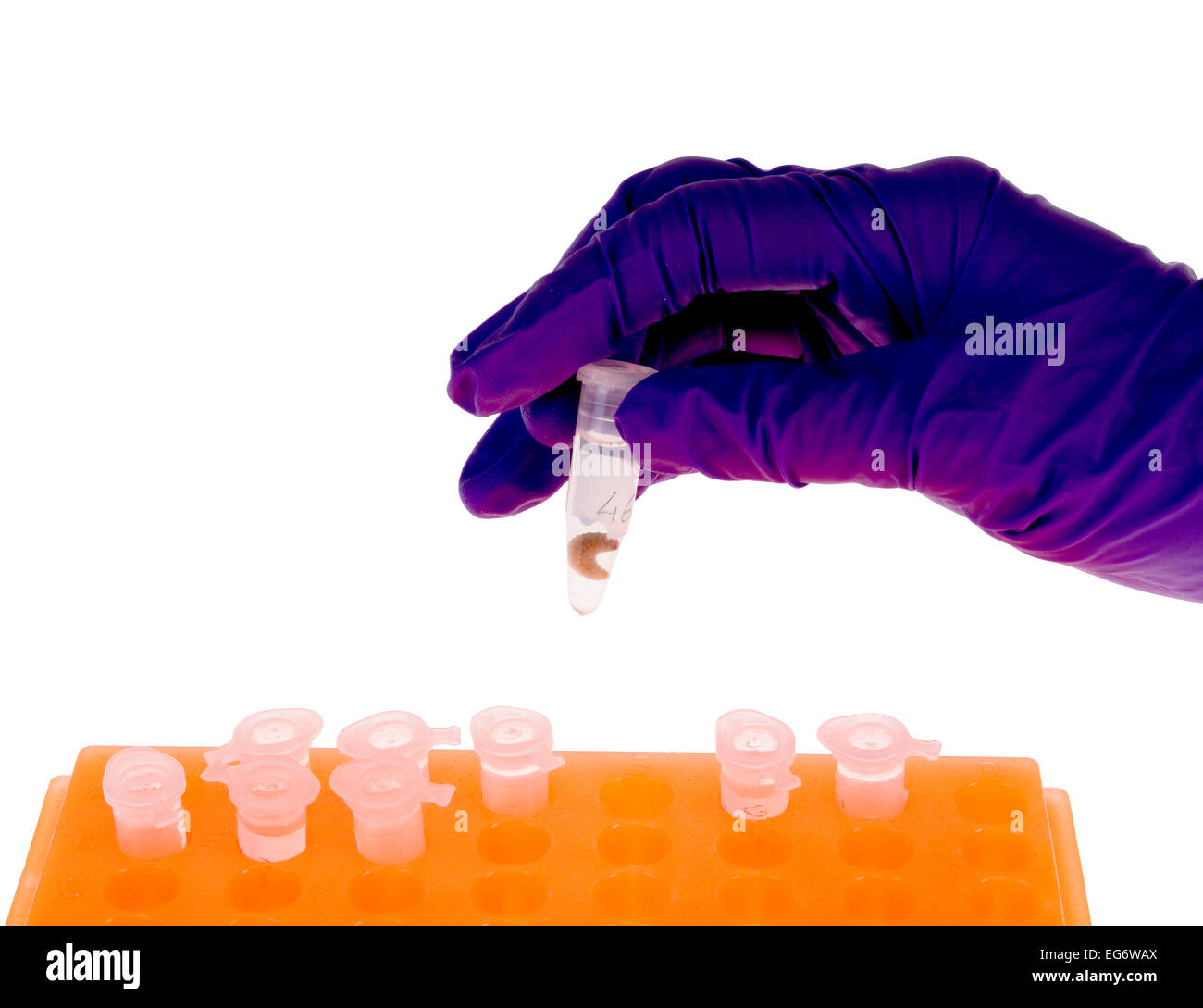 Laboratory specimen hi-res stock photography and images - Alamy