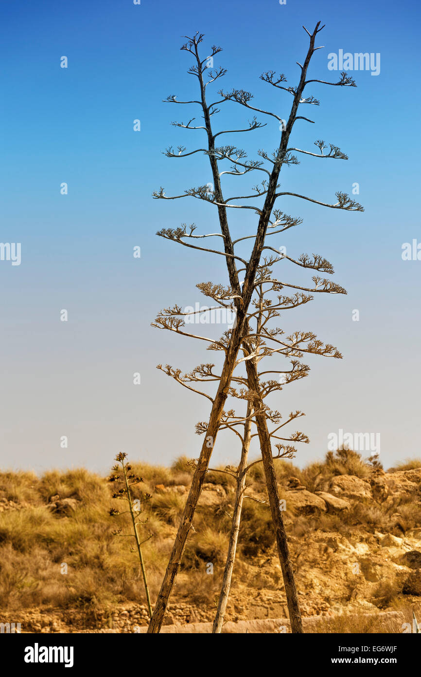 Dried inflorescences of an Agave (Agave), Almería, Andalusia, Spain ...
