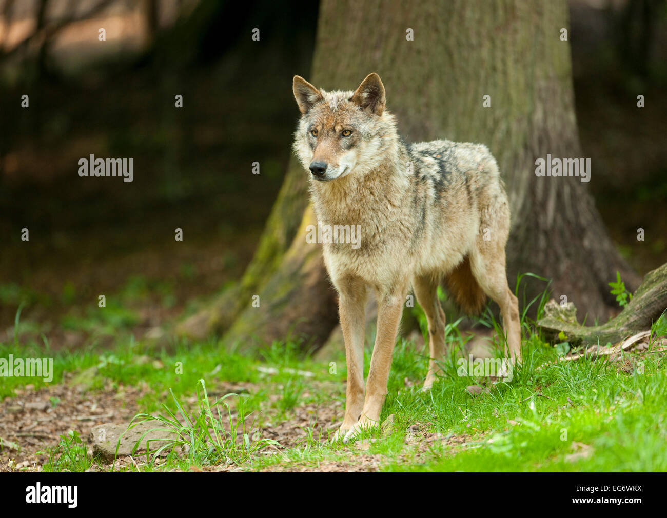 Captive wolf hi-res stock photography and images - Alamy