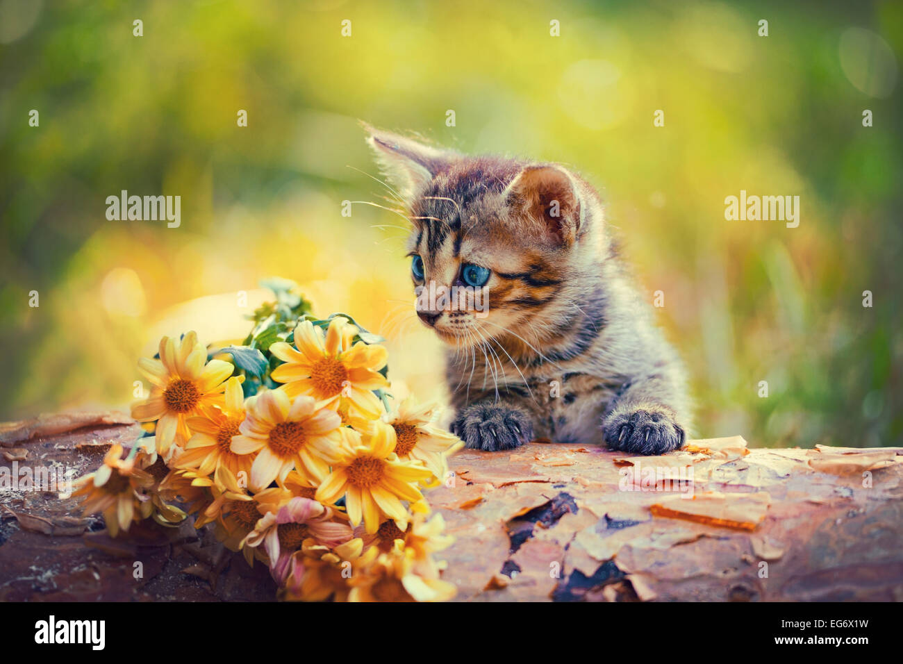 Outdoor animals hi-res stock photography and images - Alamy