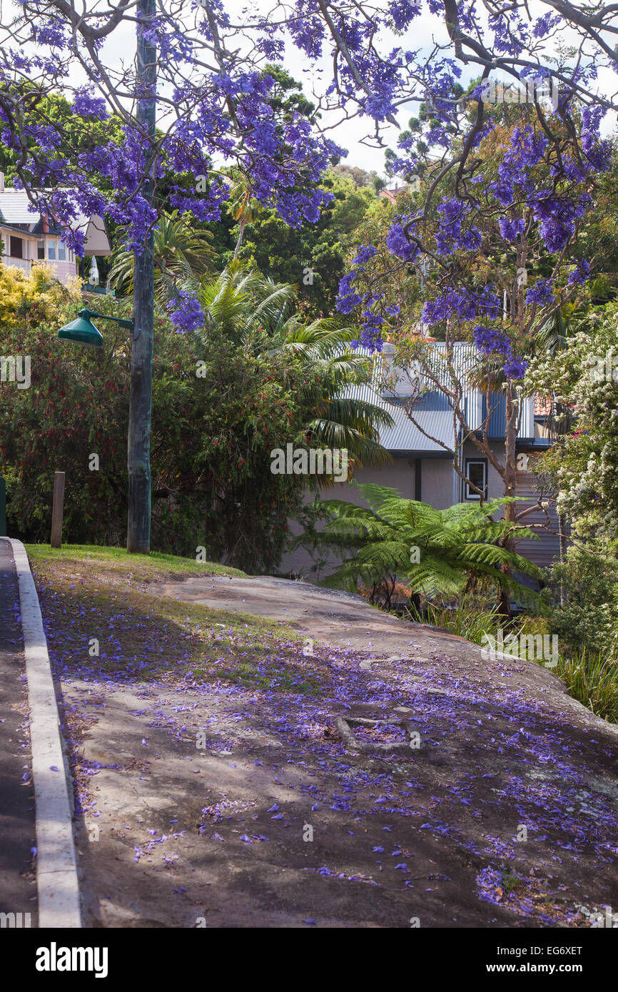 Jacaranda tree petals hi-res stock photography and images - Alamy