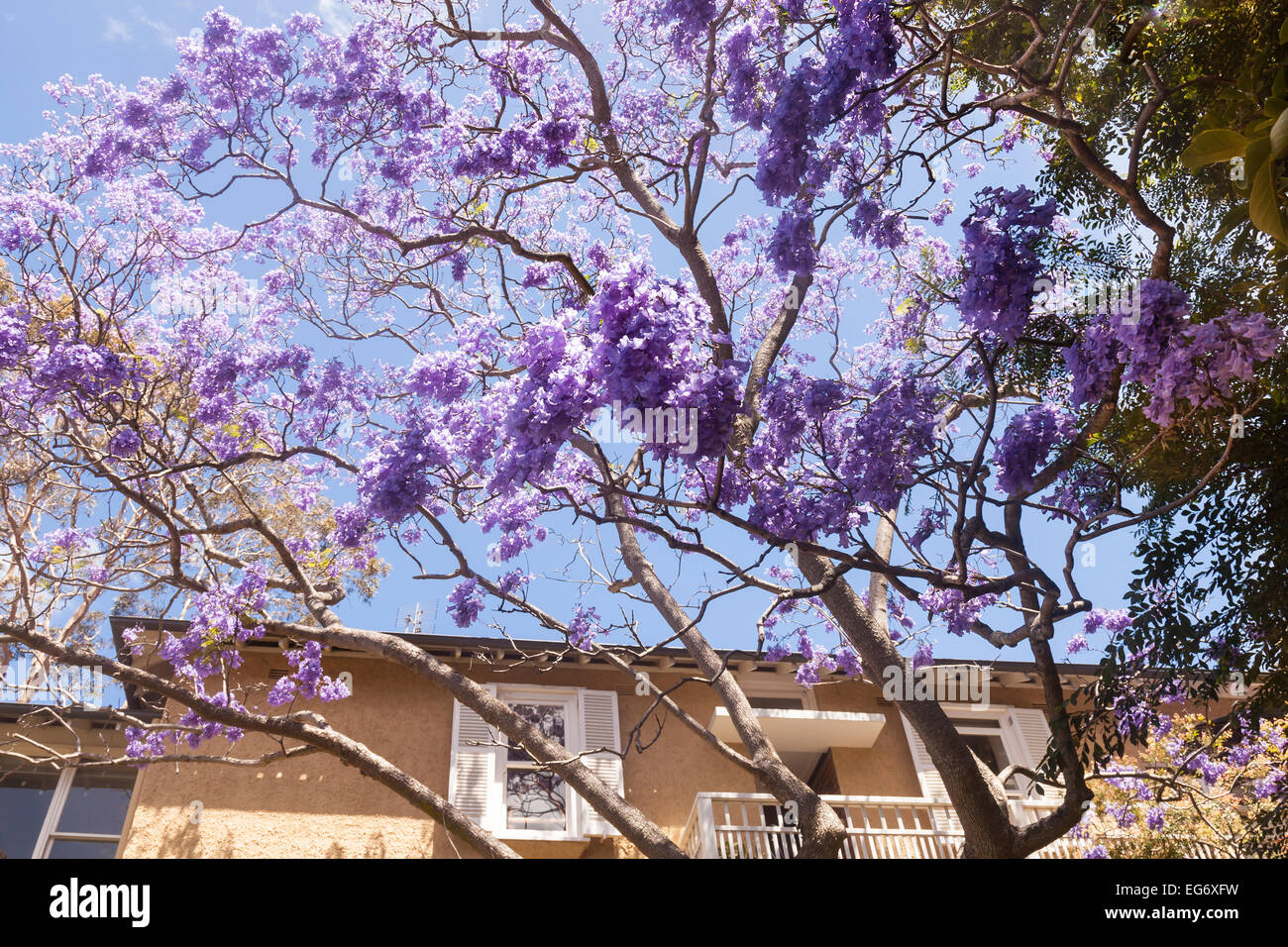 Jacaranda Leaves High Resolution Stock Photography and Images - Alamy