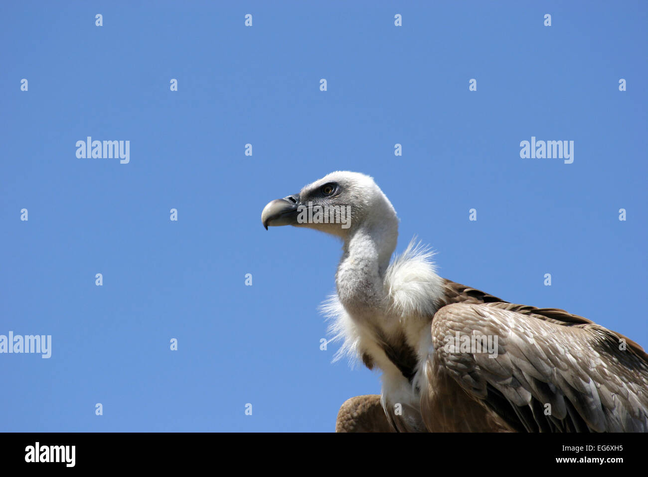 Vulture isolated in blue background Stock Photo - Alamy