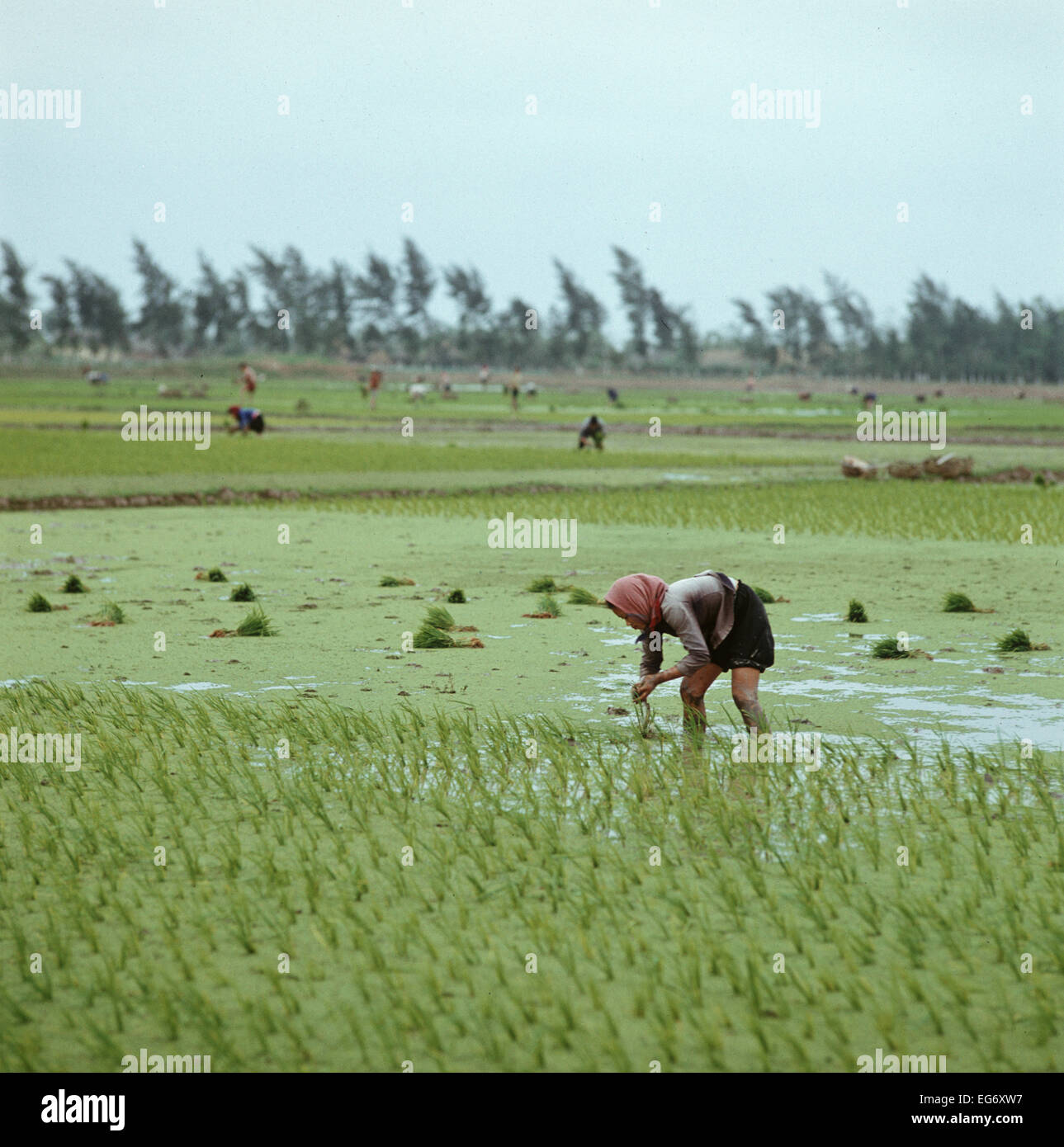 North vietnamese war woman hi-res stock photography and images - Alamy