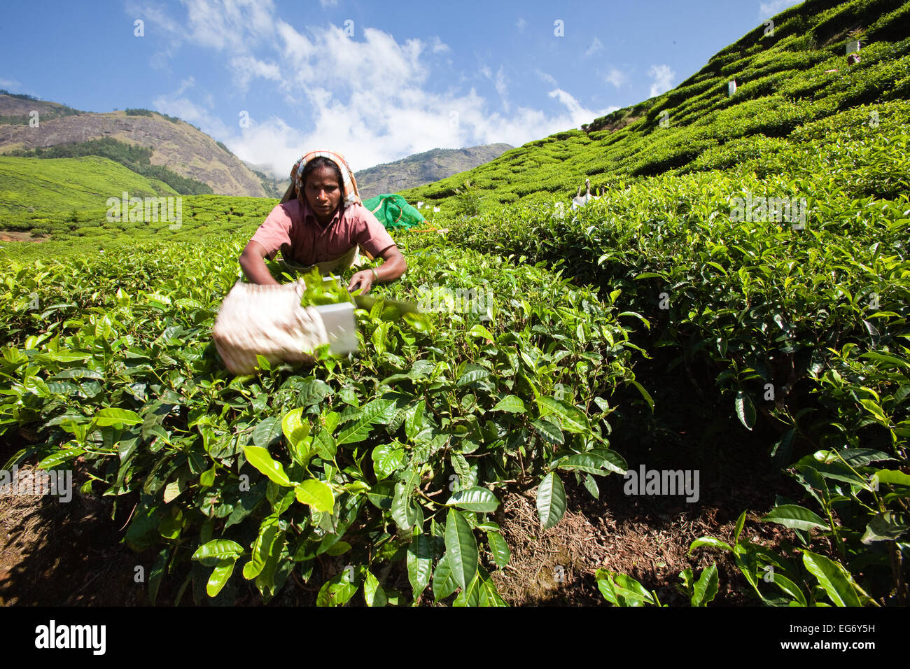 Tea pickers in Munnar India Stock Photo - Alamy