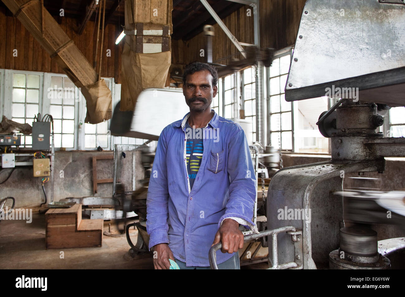 Tea processor in a Tea Factory in Munnar India surrounded by tea ...