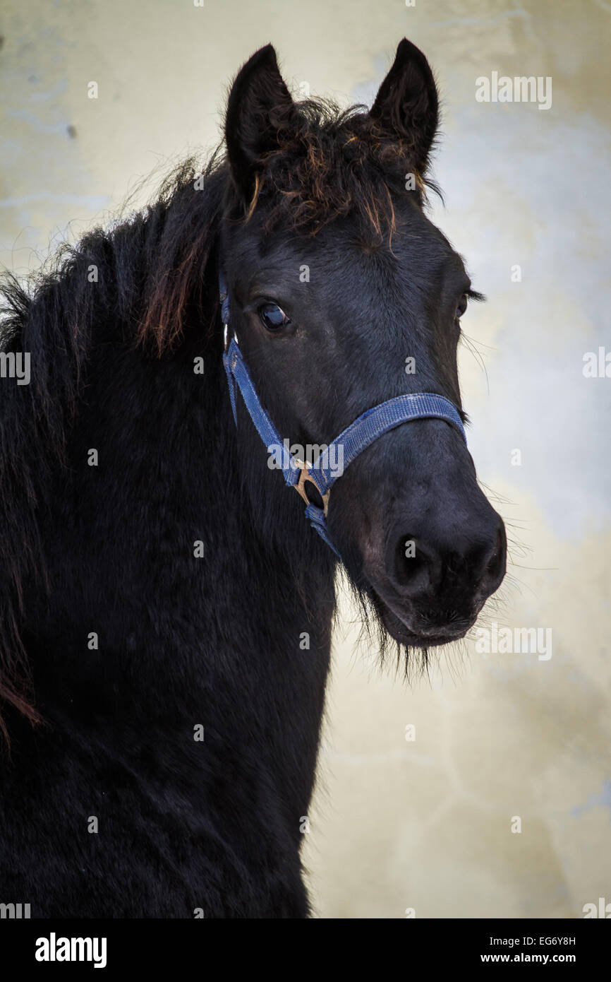 Black friesian horse stallion portrait hi-res stock photography and ...