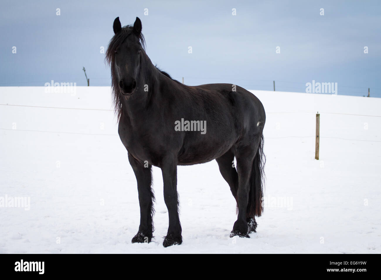 Friesian horse in winter Stock Photo - Alamy