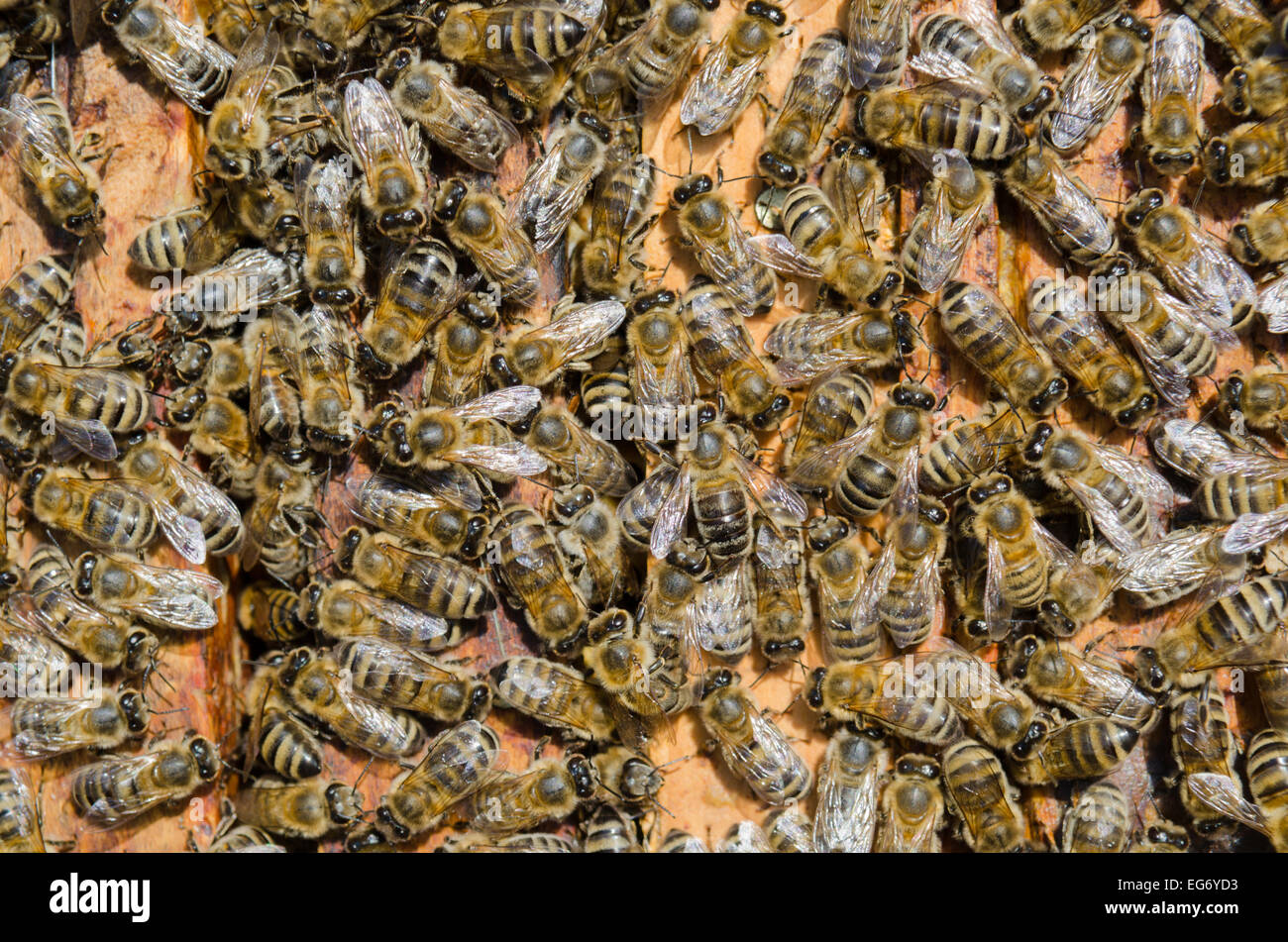 Swarm of insects hi-res stock photography and images - Alamy