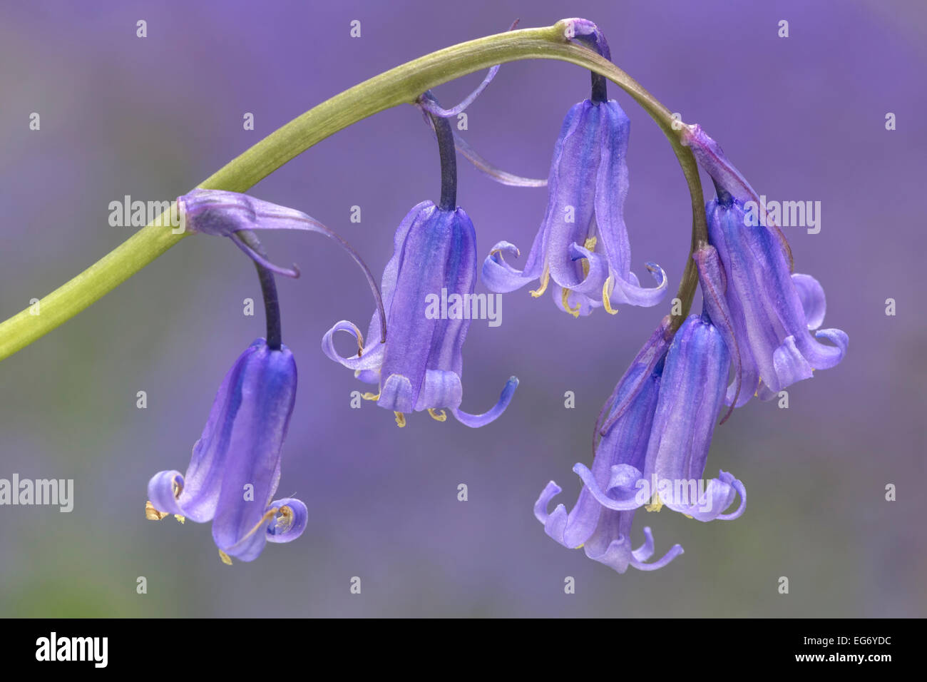 Bluebell - flower detail Stock Photo - Alamy