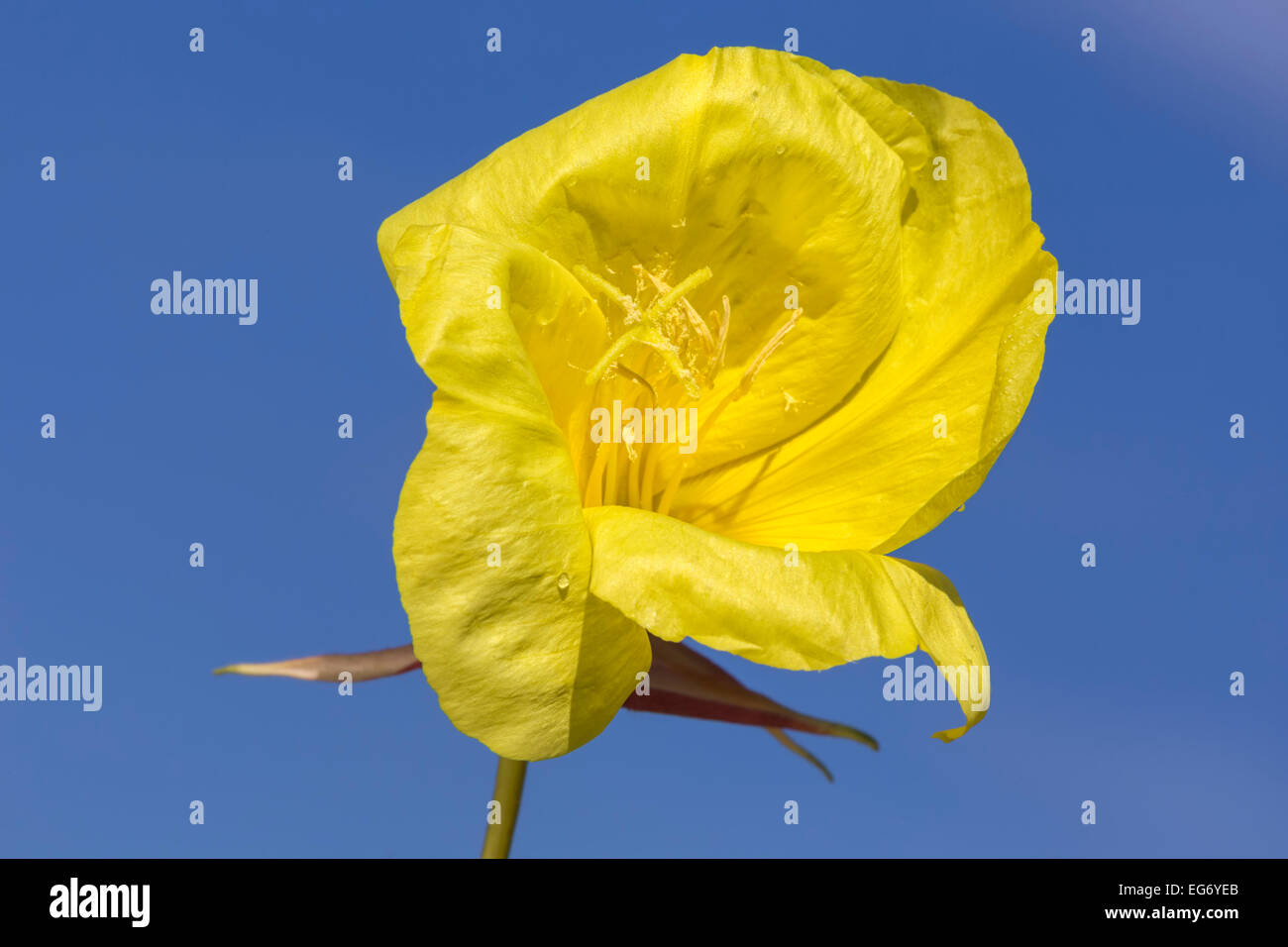 Evening Primrose flower head Stock Photo - Alamy