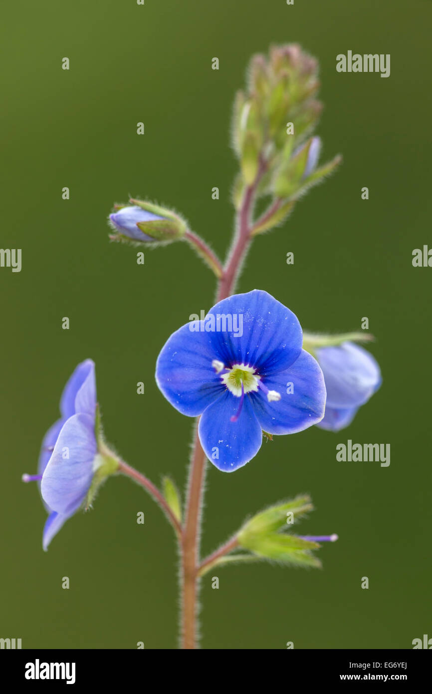 Close Up Speedwell High Resolution Stock Photography and Images - Alamy