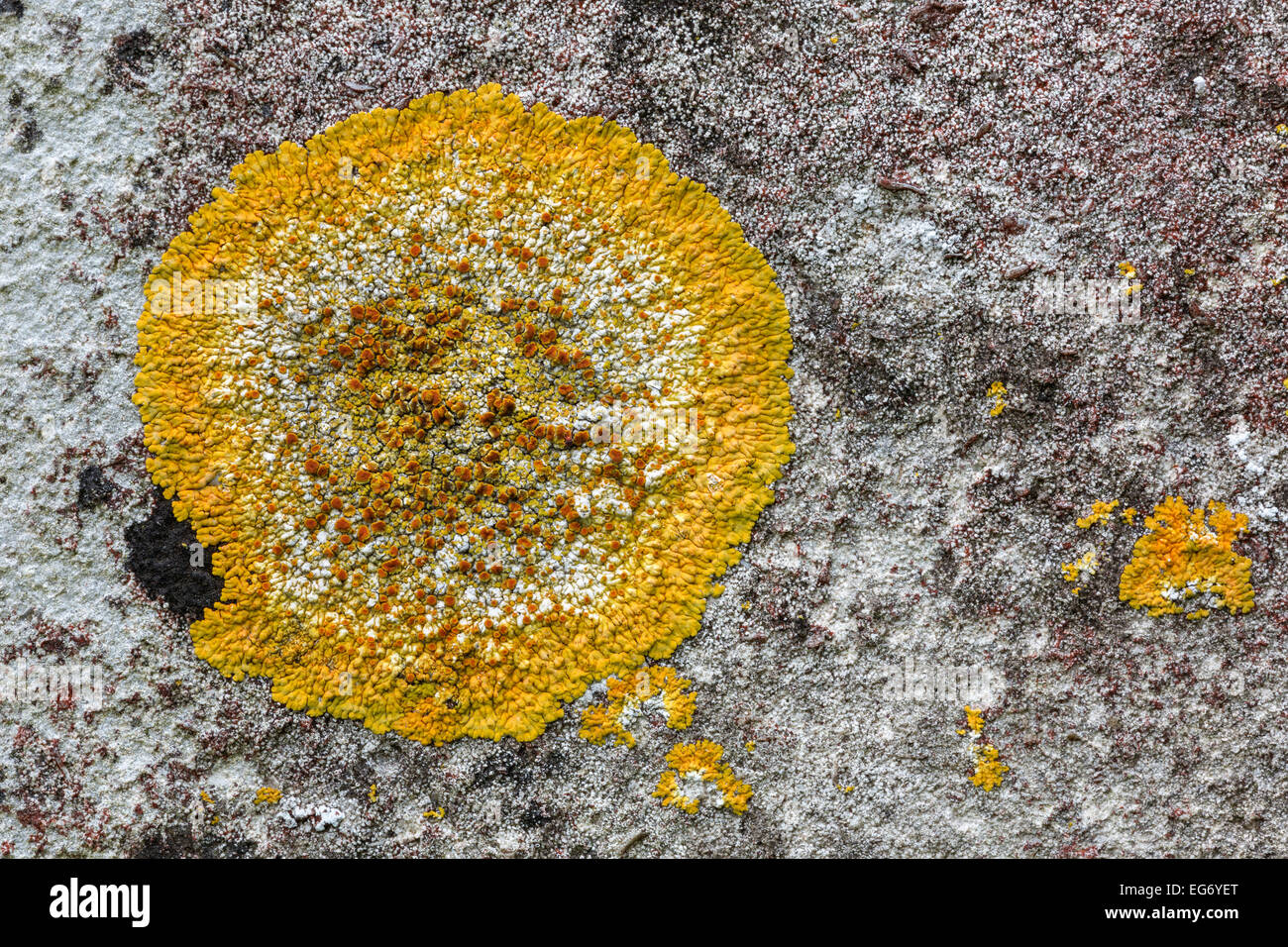 Common Sunburst Lichen Stock Photo - Alamy